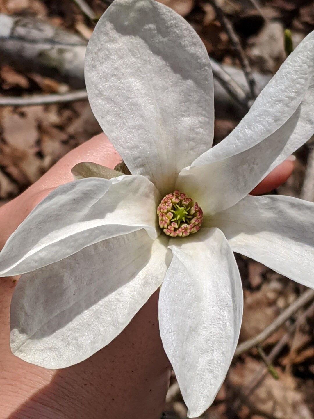 4月中旬 タムシバ vs. コブシ タム... / YOLOさんのモーメント | YAMAP / ヤマップ