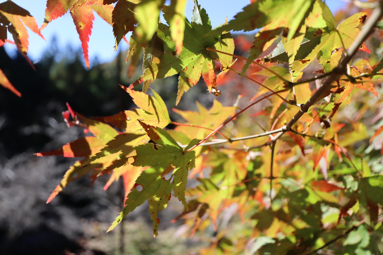 王滝渓谷ハイク🍁梟ヶ城址 / FD2R2000さんの六所山・炮烙山の活動データ | YAMAP / ヤマップ