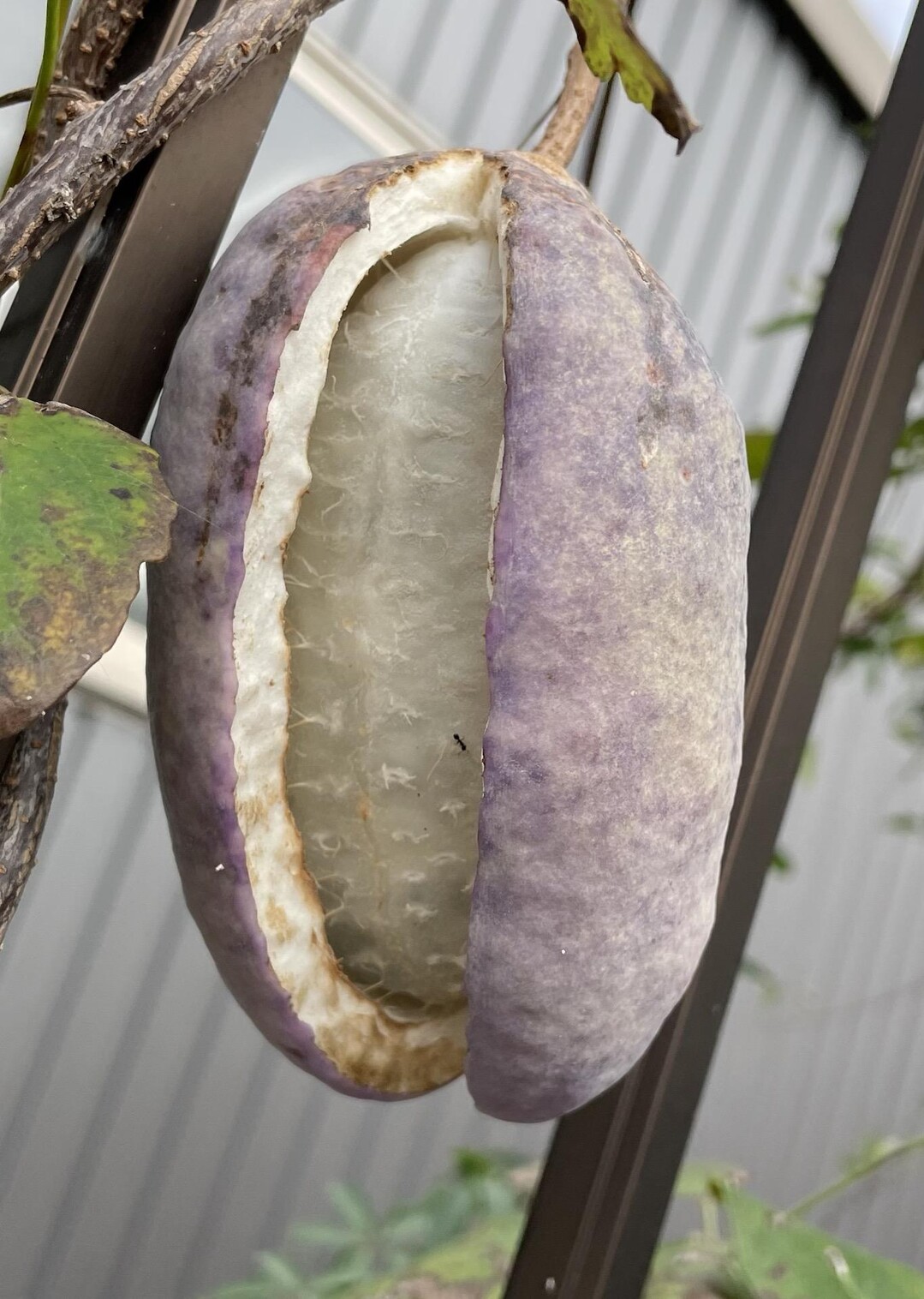 アケビ 割れて開いて来ました。 子供の頃... / ken-3さんのモーメント | YAMAP / ヤマップ