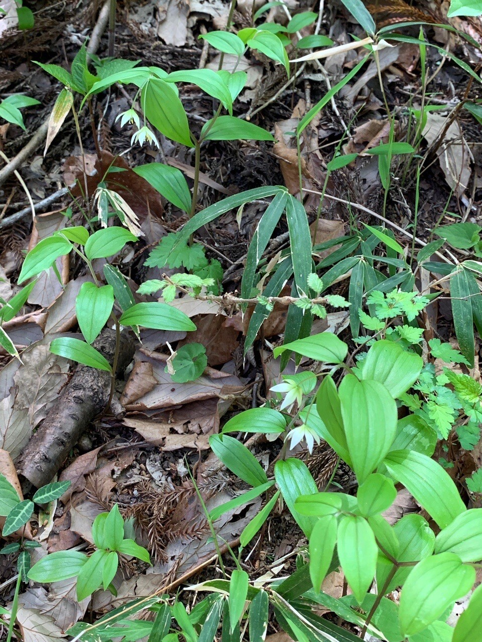 今日も最大の目的はYSでしたが、 初見で... / Atto-Rieさんのモーメント | YAMAP / ヤマップ