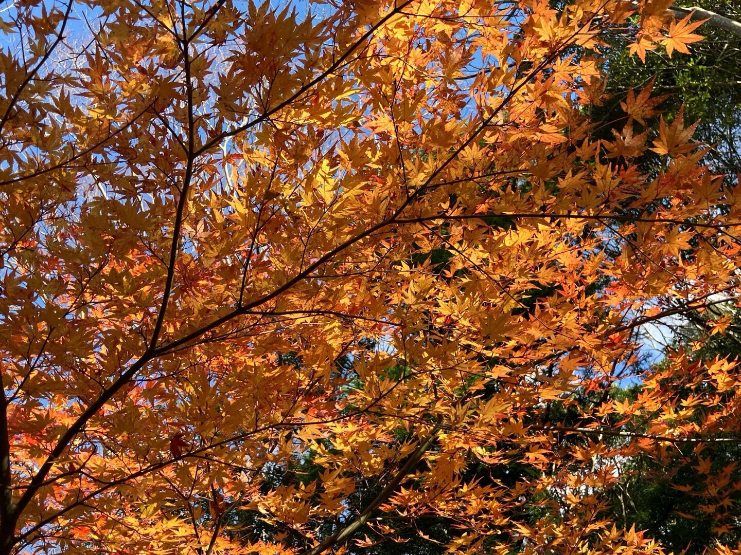 網掛山🍁 / kaz330さんの網掛山の活動データ | YAMAP / ヤマップ