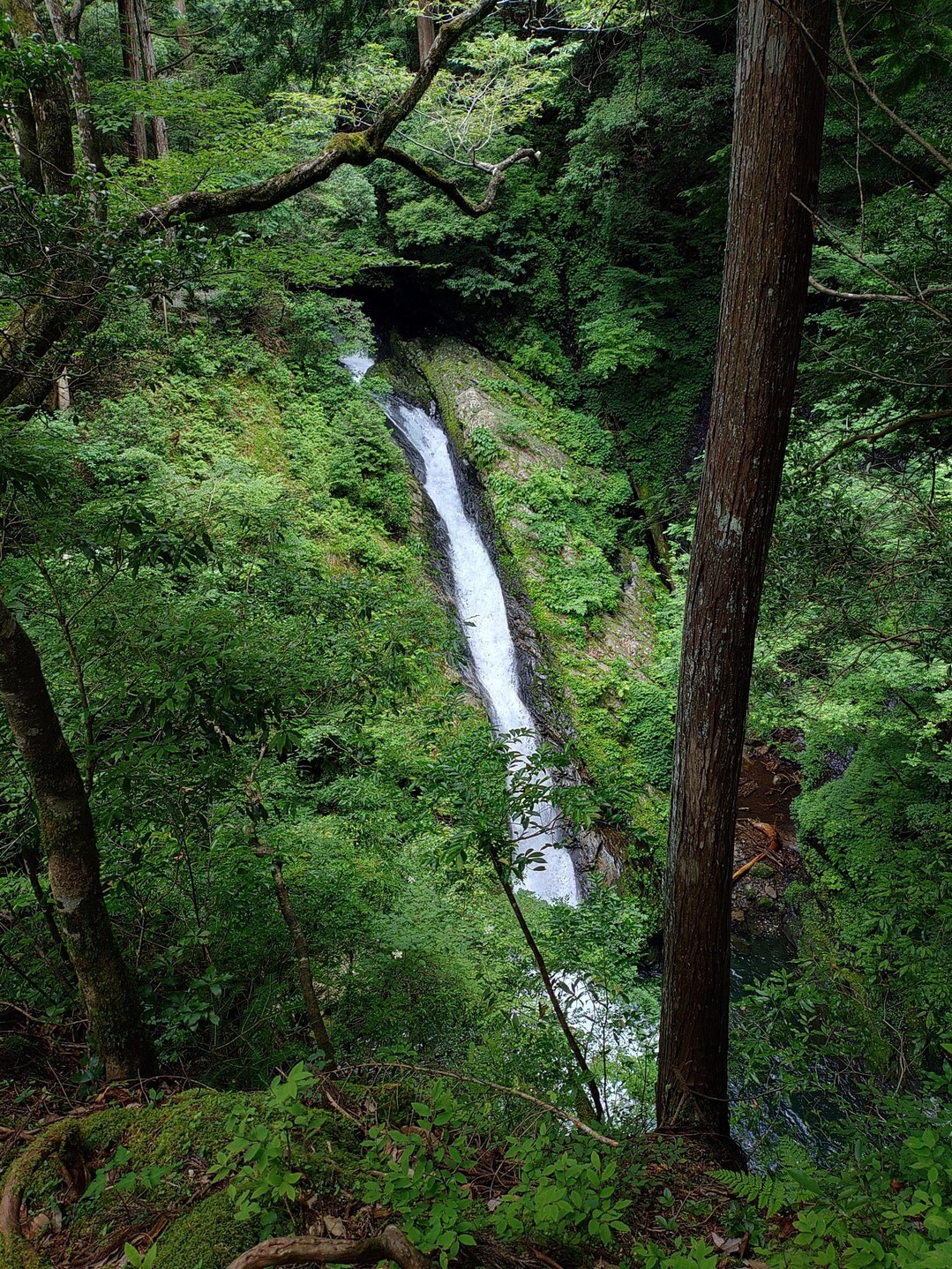 武奈ヶ岳 / R.hondaさんの比良山地・武奈ヶ岳・釈迦岳の活動データ | YAMAP / ヤマップ