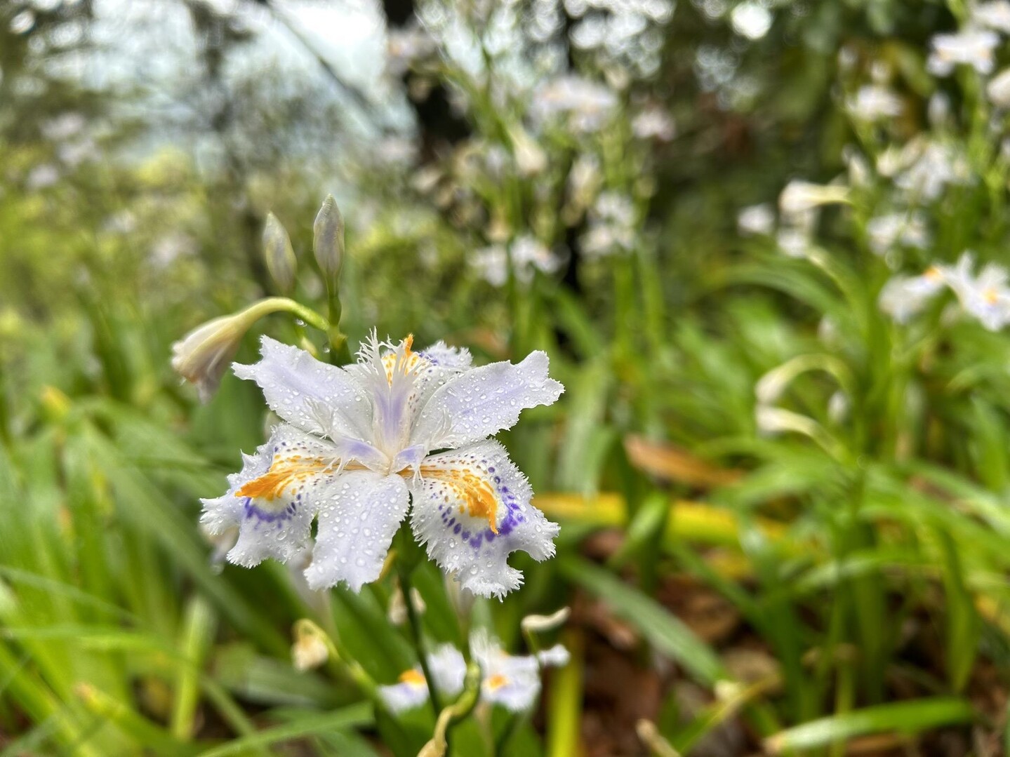 高尾山歩 / ERI さんの高尾山・陣馬山・景信山の活動データ | YAMAP / ヤマップ