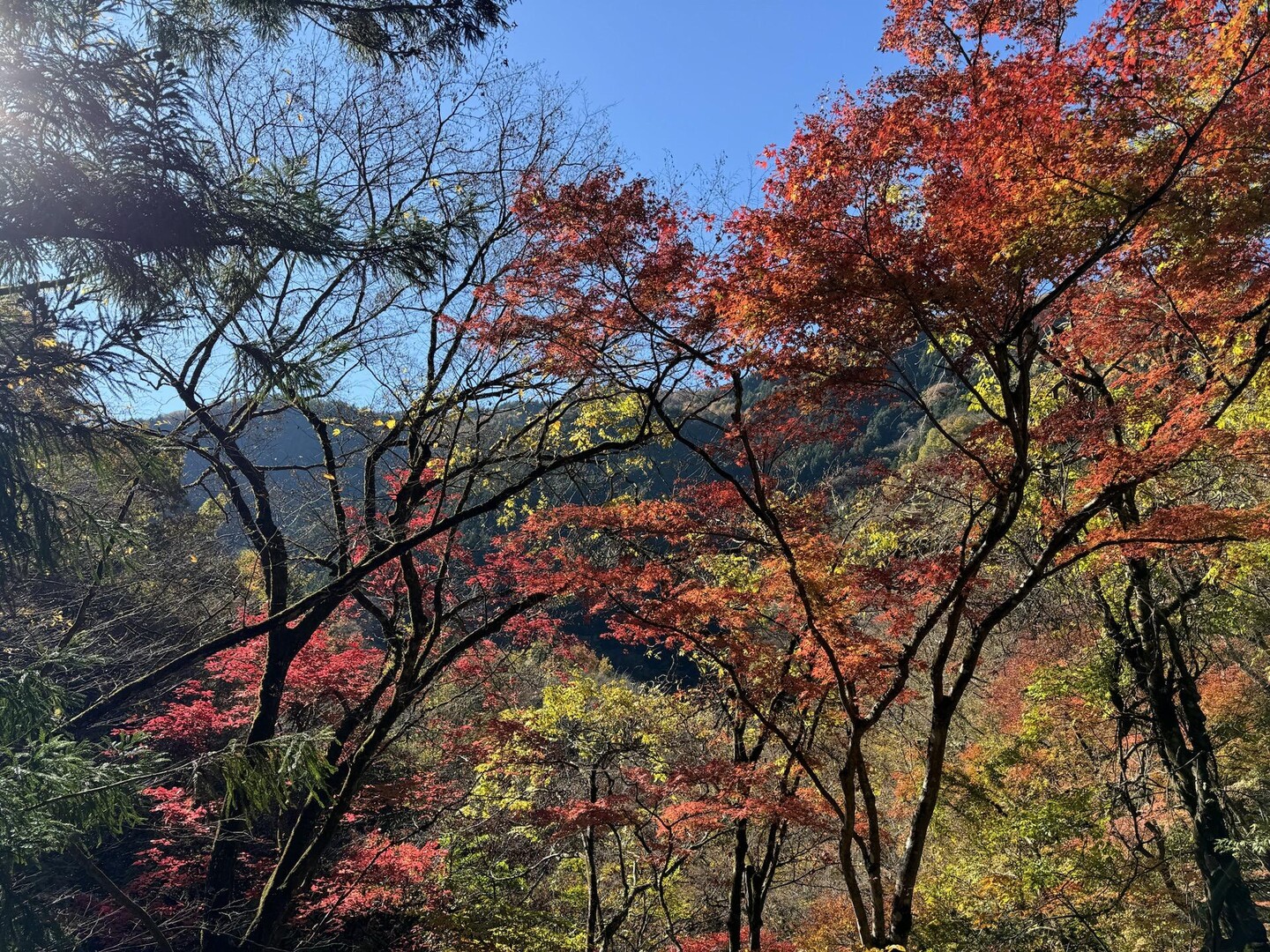 三条の湯でテント泊 / ms1967さんの雲取山・鷹ノ巣山・七ツ石山の活動データ | YAMAP / ヤマップ