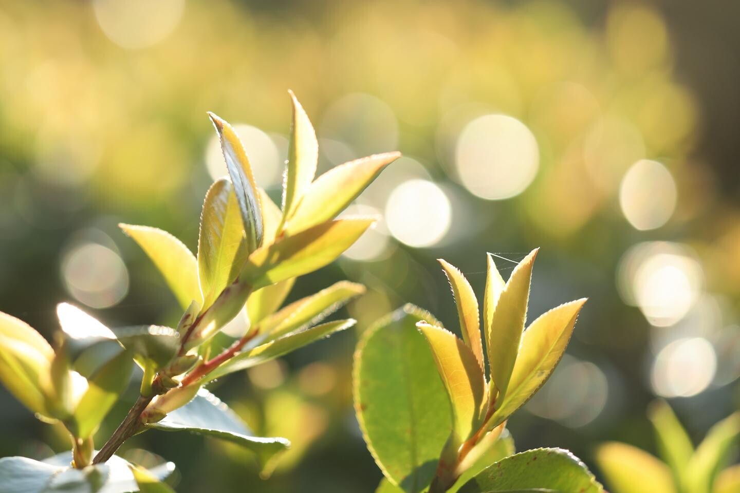 4月26日本日の庭の花 さざんかの新緑... / miippさんのモーメント | YAMAP / ヤマップ