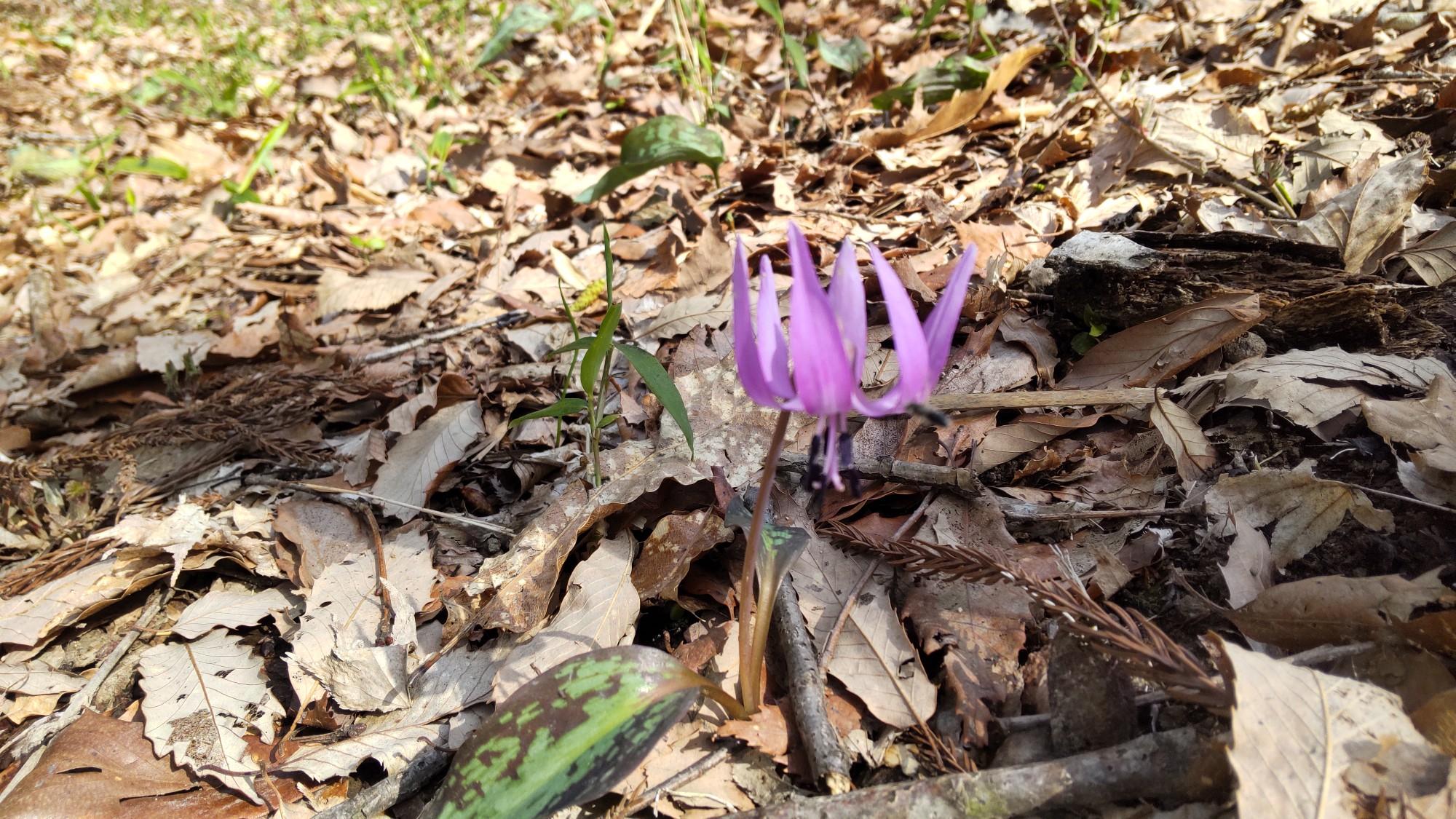 城山 https://tabibto.h... / てんぐのこさんのモーメント | YAMAP / ヤマップ