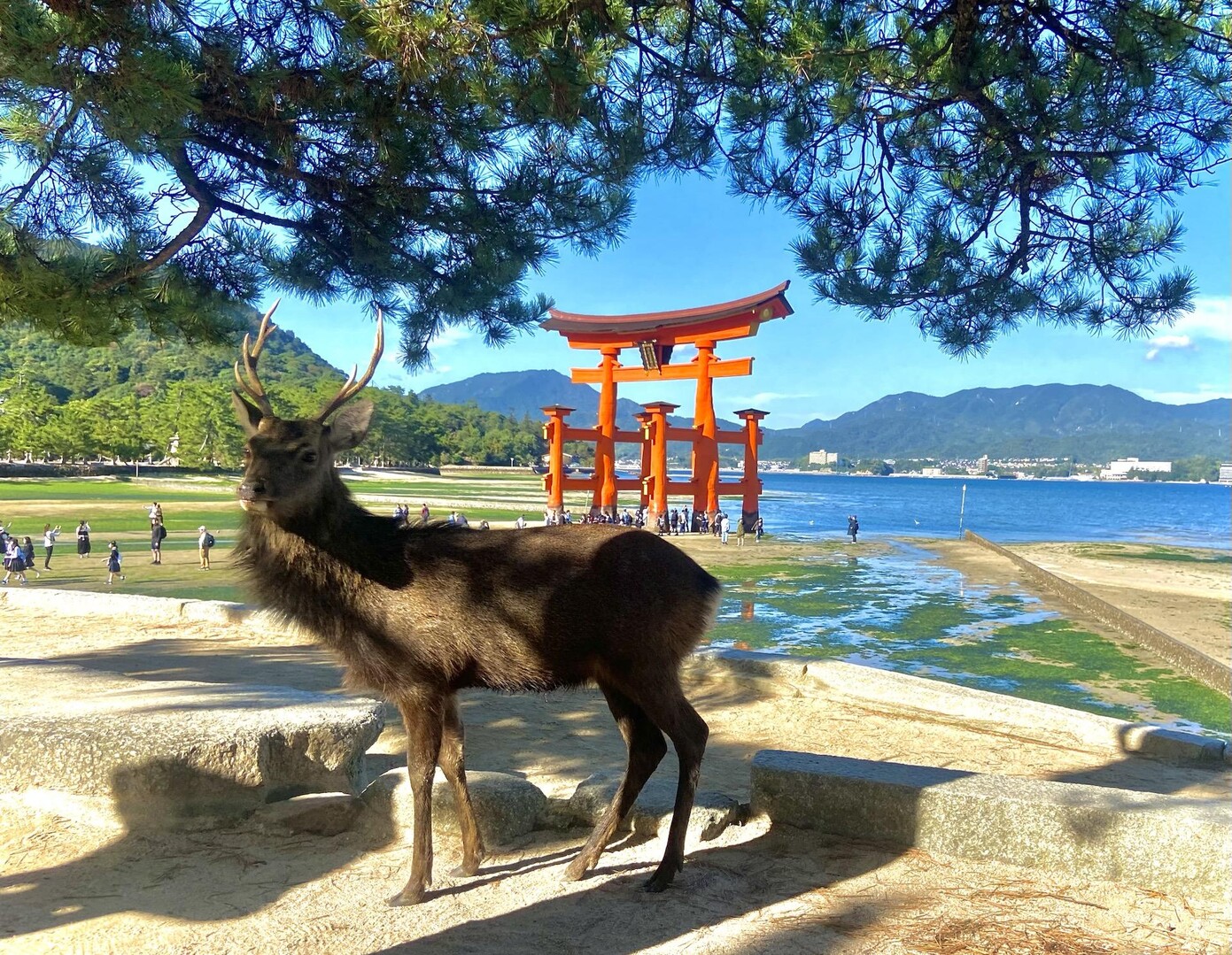 日本三景 宮島へ⛩️ / ︎ YU-tan ︎さんの宮島（厳島）・弥山の活動データ | YAMAP / ヤマップ