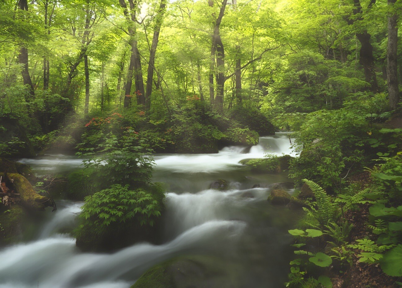 奥入瀬渓流 新緑が綺麗でずっと写真を撮... / ie_yasさんのモーメント | YAMAP / ヤマップ