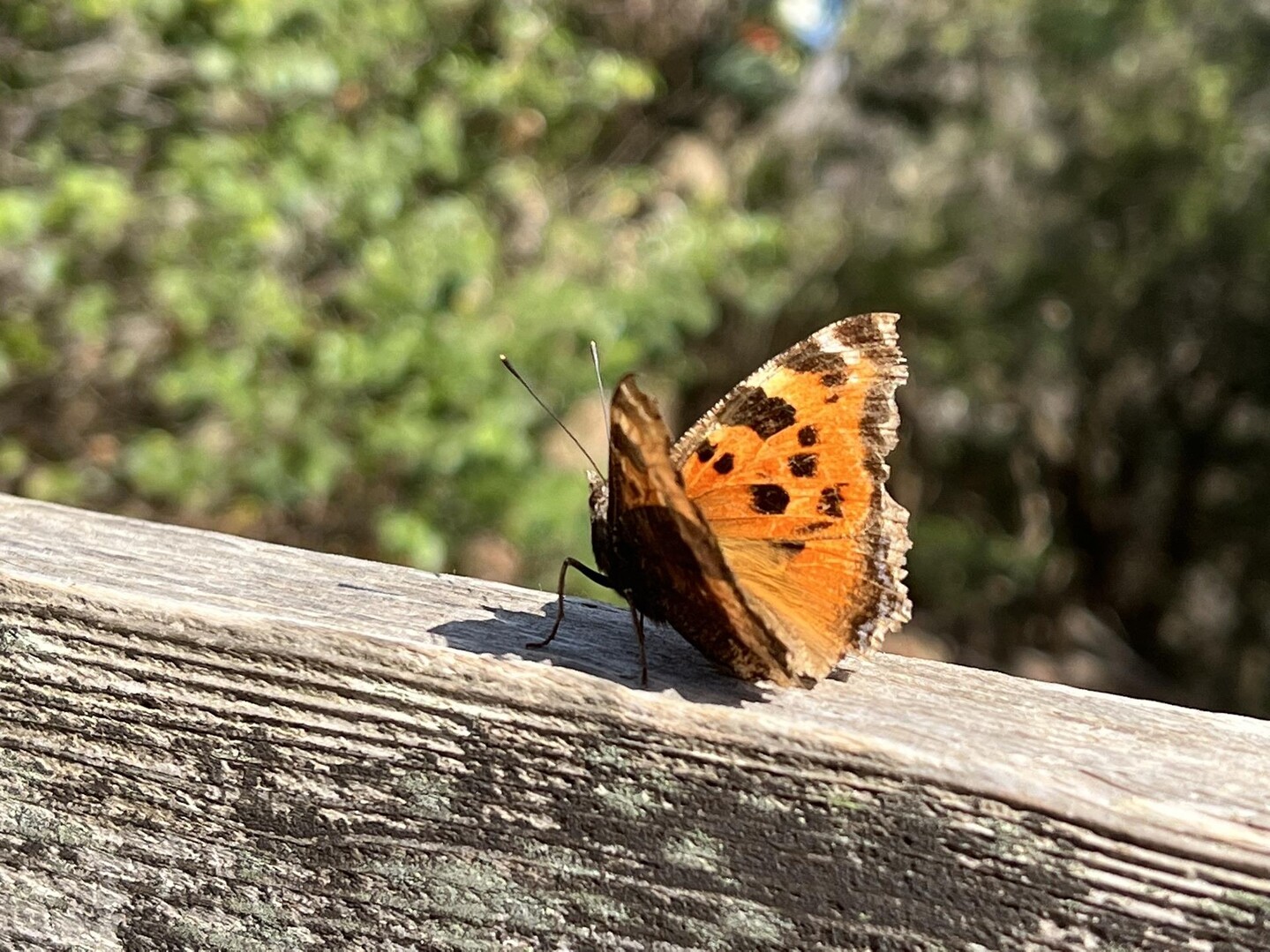 WBC優勝おめでとうございます㊗️ 気... / snow＊さんのモーメント | YAMAP / ヤマップ