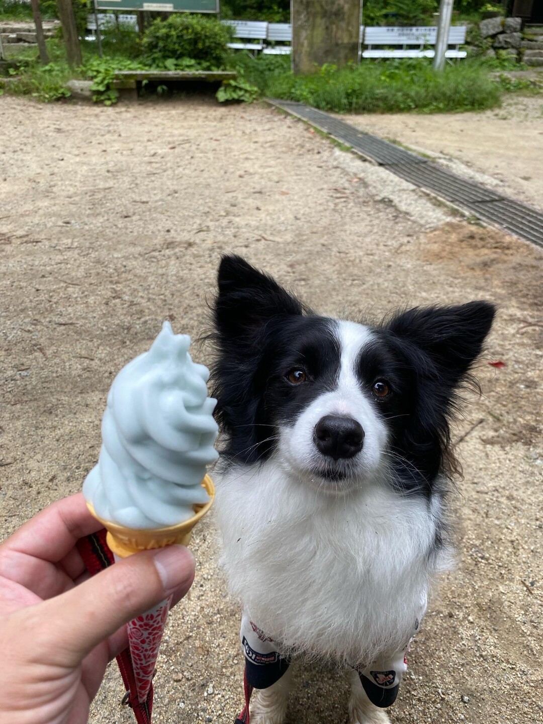 金剛山 trek the dog / tetsuyasammyさんの金剛山・二上山・大和葛城山の活動データ | YAMAP / ヤマップ