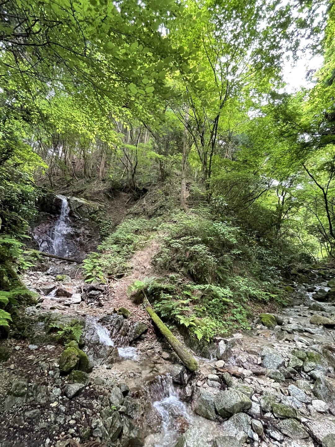 金剛山 中尾の背⤴️青崩⤵️ / どんぐりさんの金剛山・二上山・大和葛城山の活動データ | YAMAP / ヤマップ