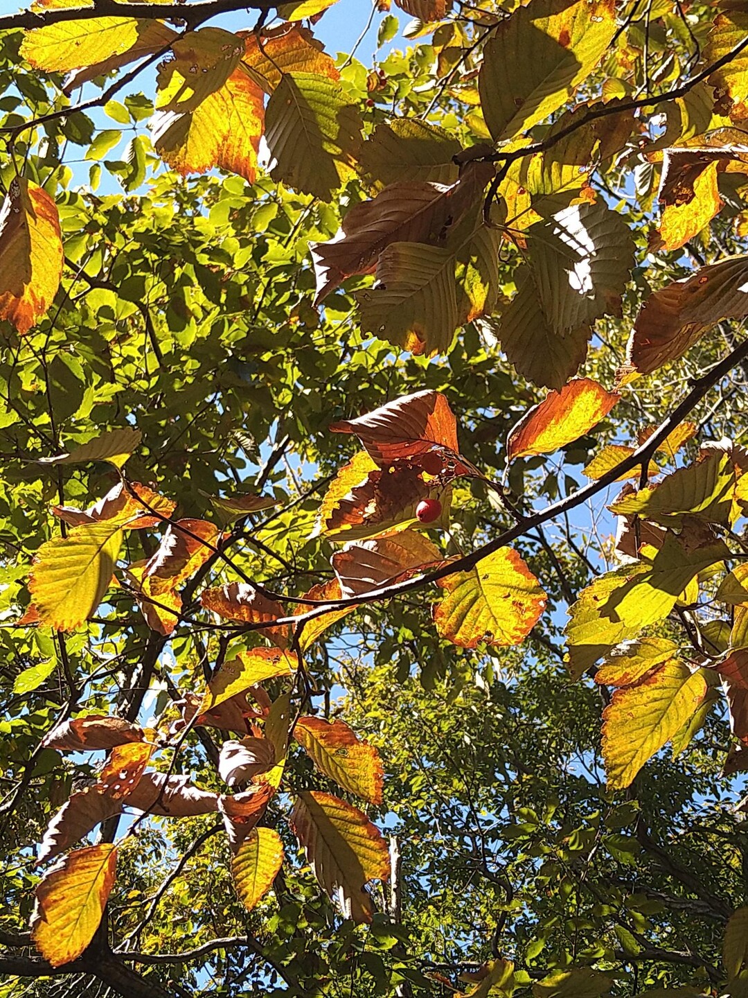 道樹山↔️弥勒山 / 彦hikoさんの春日井三山・弥勒山・大谷山・道樹山の活動データ | YAMAP / ヤマップ