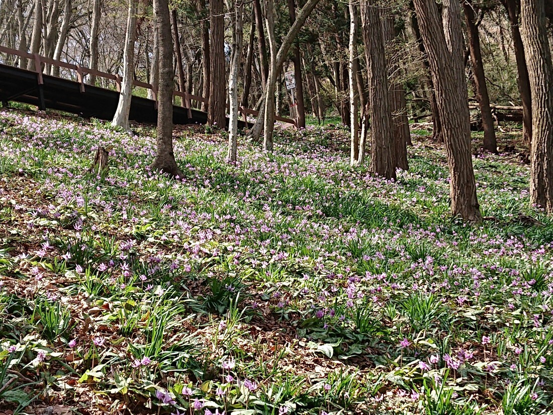 三毳山の今日（3月18日）のカタクリ開花... / mickey さんのモーメント | YAMAP / ヤマップ