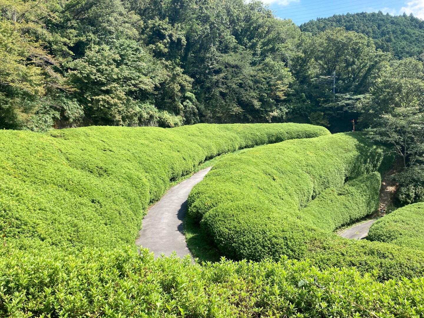竹谷山・大原山 / msr0331さんの生駒山・神津嶽・大原山の活動日記 | YAMAP / ヤマップ