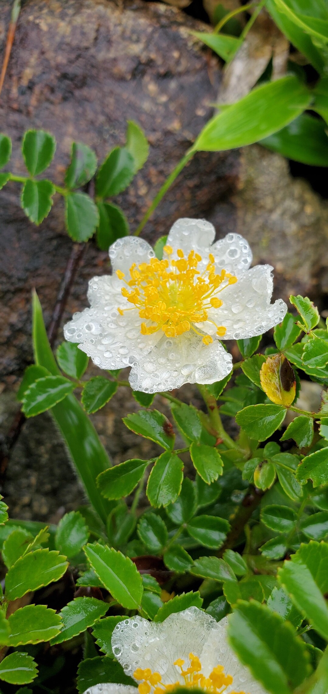 天山 / cocoさんの天山の活動データ | YAMAP / ヤマップ