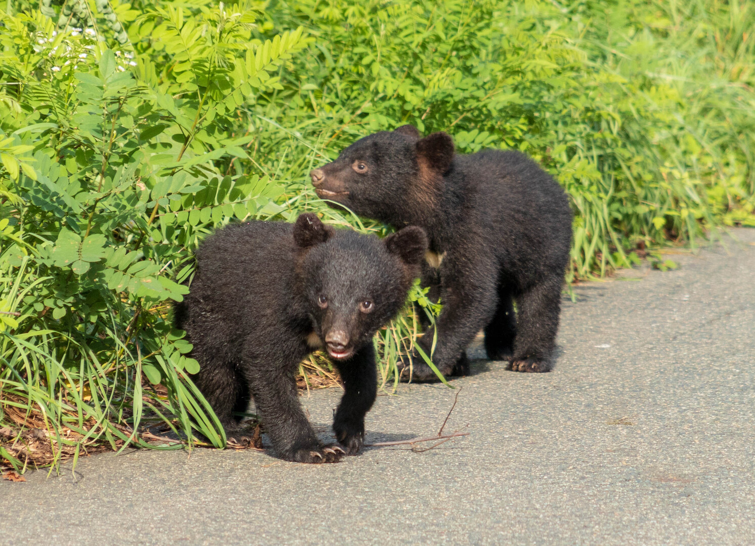 inuのページ | YAMAP / ヤマップ