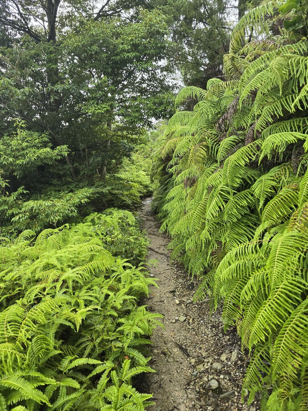 午後雨～その前に中津峰 / FGH-tomiさんの中津峰山・平石山・古田山の活動データ | YAMAP / ヤマップ