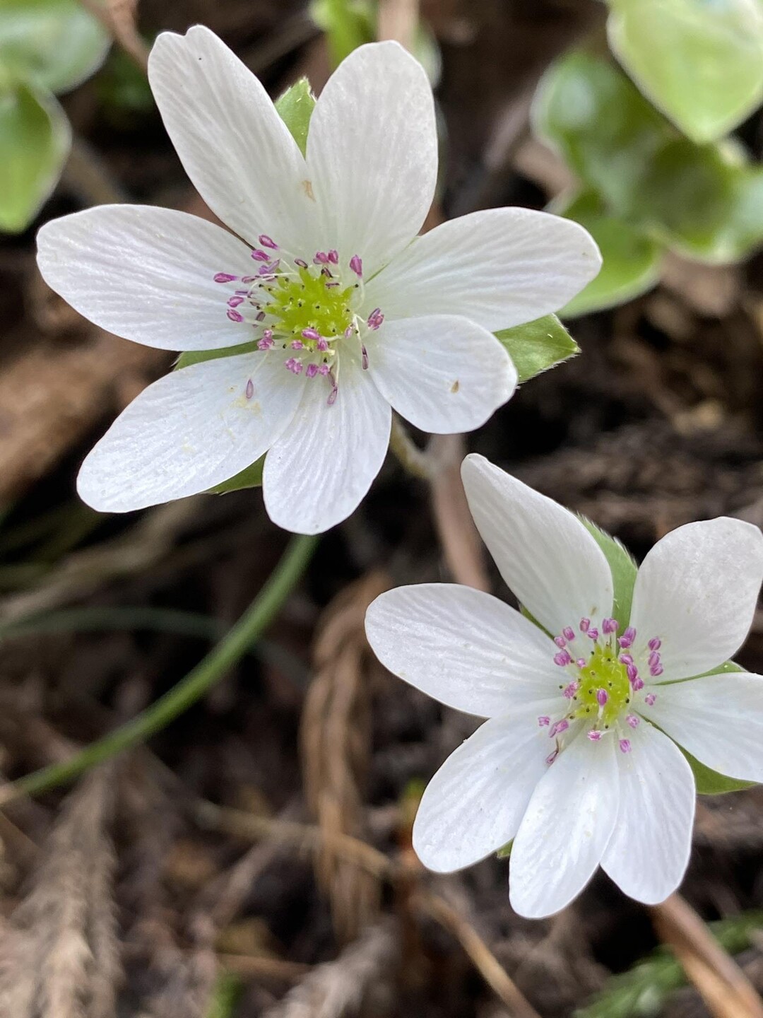 八乙女山 / Shigexさんの高清水山・高落場山・八乙女山の活動データ | YAMAP / ヤマップ