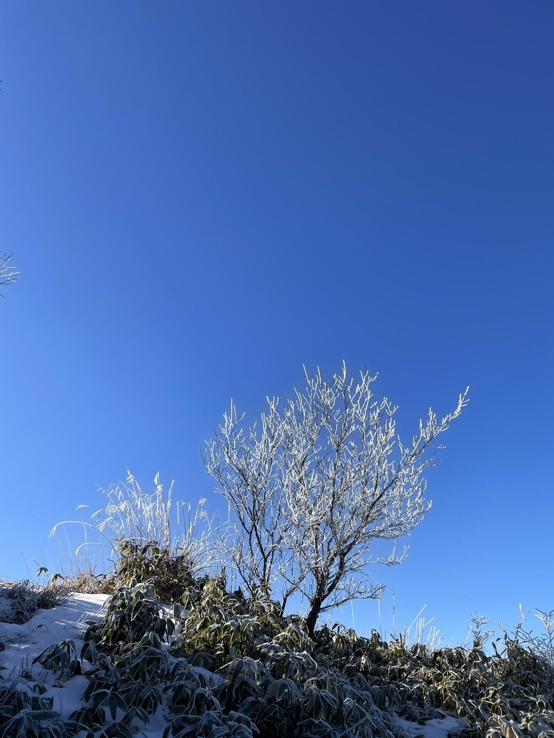 2024年 登り始め 愛媛 石墨山 / kooさんの皿ヶ嶺・梅ヶ谷山・うなめごの活動データ | YAMAP / ヤマップ