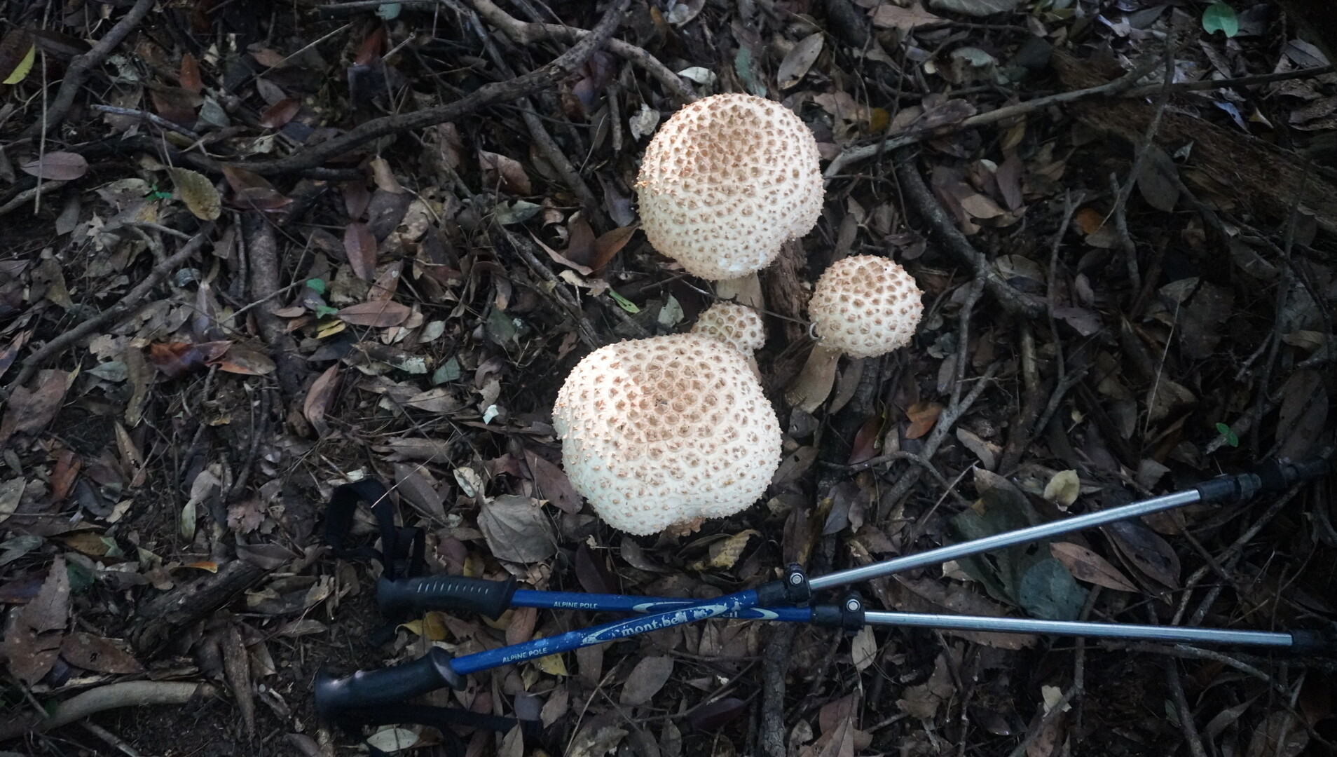 若山・嶽山 朝の山歩 R4-17 / Zatoさんの嶽山・若山・四熊ヶ岳の活動日記 | YAMAP / ヤマップ