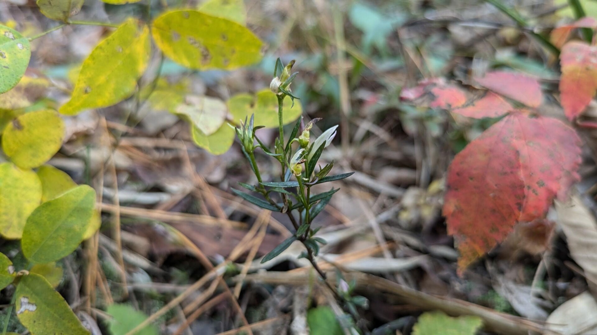十万劫山🍂🍁 / mozuさんの十万劫山の活動データ | YAMAP / ヤマップ