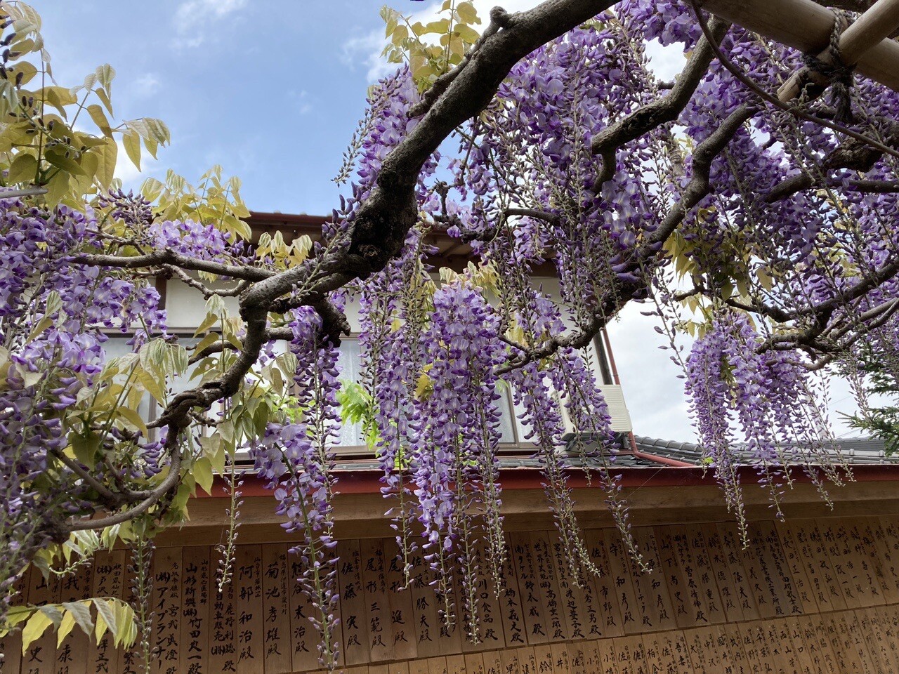 金蛇水神社のお花達🌼 / Tomさんのモーメント | YAMAP / ヤマップ