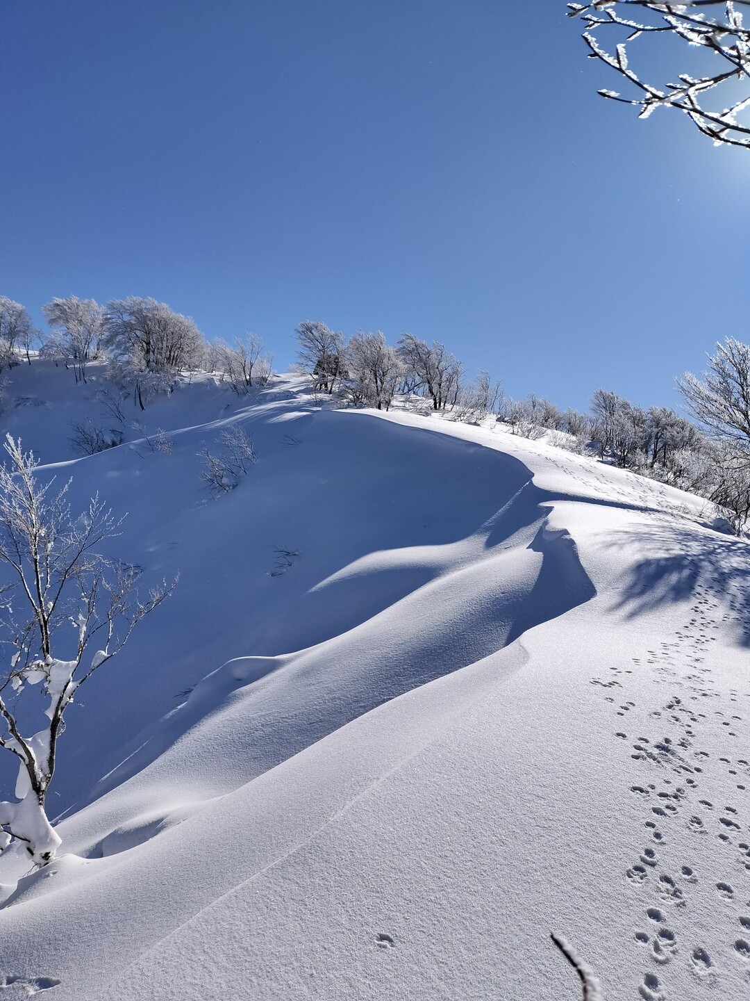 越後白山 / muscari-mieさんの粟ヶ岳・權ノ神岳・宝蔵山の活動データ | YAMAP / ヤマップ