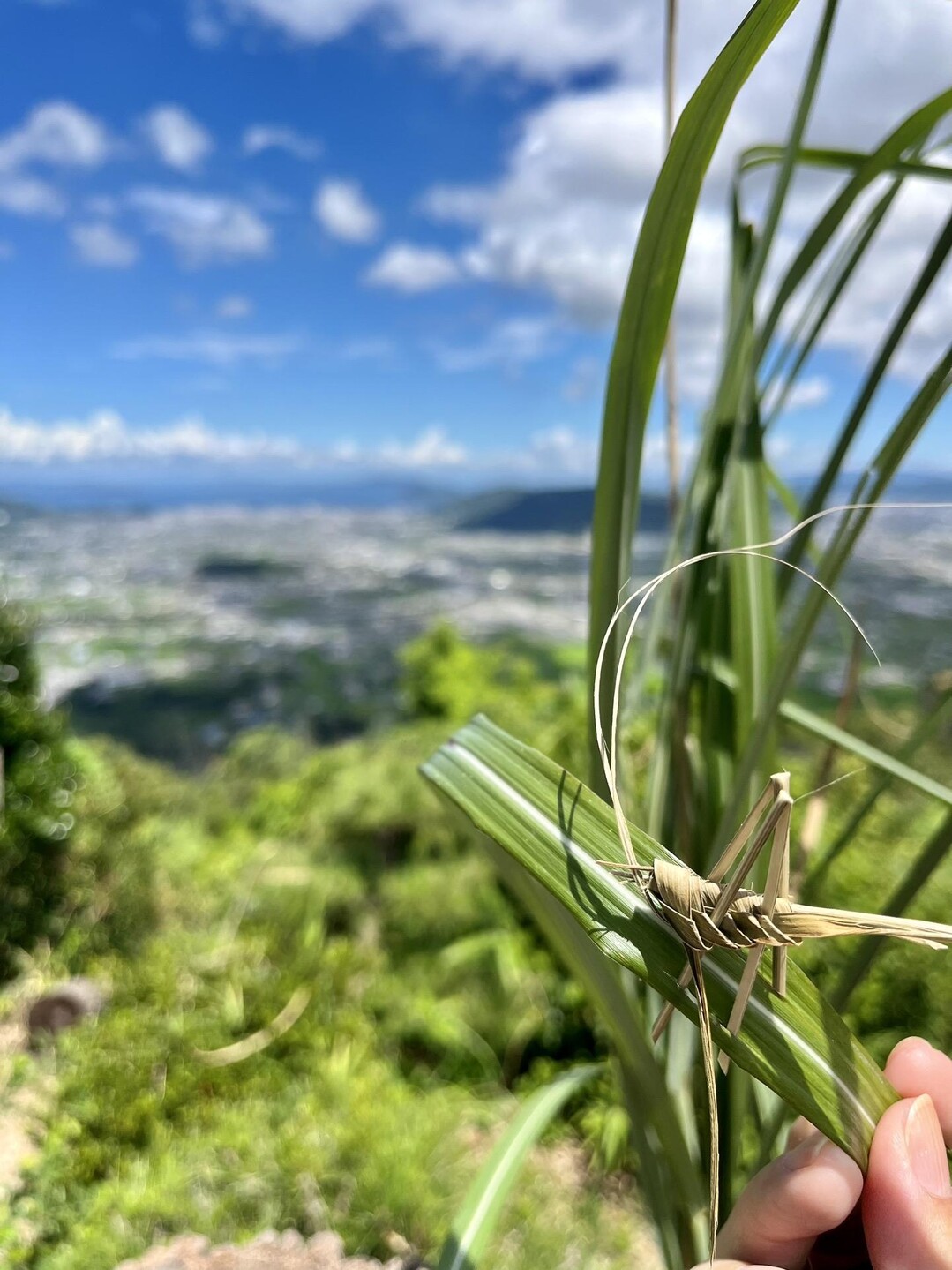 龍王宮・堂山・堂山北嶺 / RUBYさんの六ッ目山・堂山・伽藍山の活動データ | YAMAP / ヤマップ
