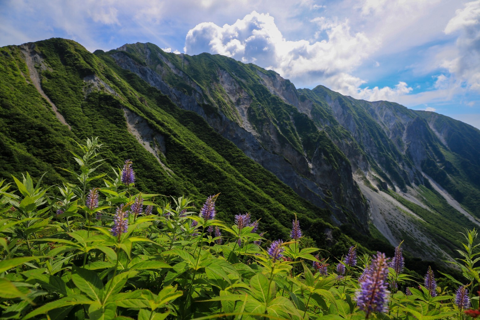 三鈷峰・象ヶ鼻 2021.7.22 / IKEMICHIさんの大山・甲ヶ山・野田ヶ山の活動データ | YAMAP / ヤマップ