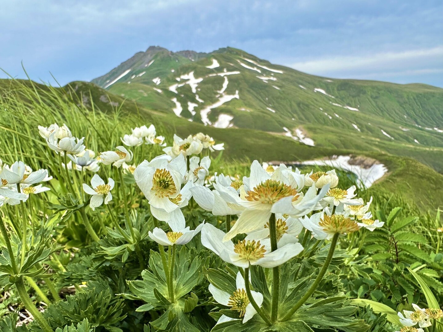 鳥海山のハクサンイチゲ🌸🌼🌺 / kaeruさんの鳥海山・七高山・笙ヶ岳の活動データ | YAMAP / ヤマップ