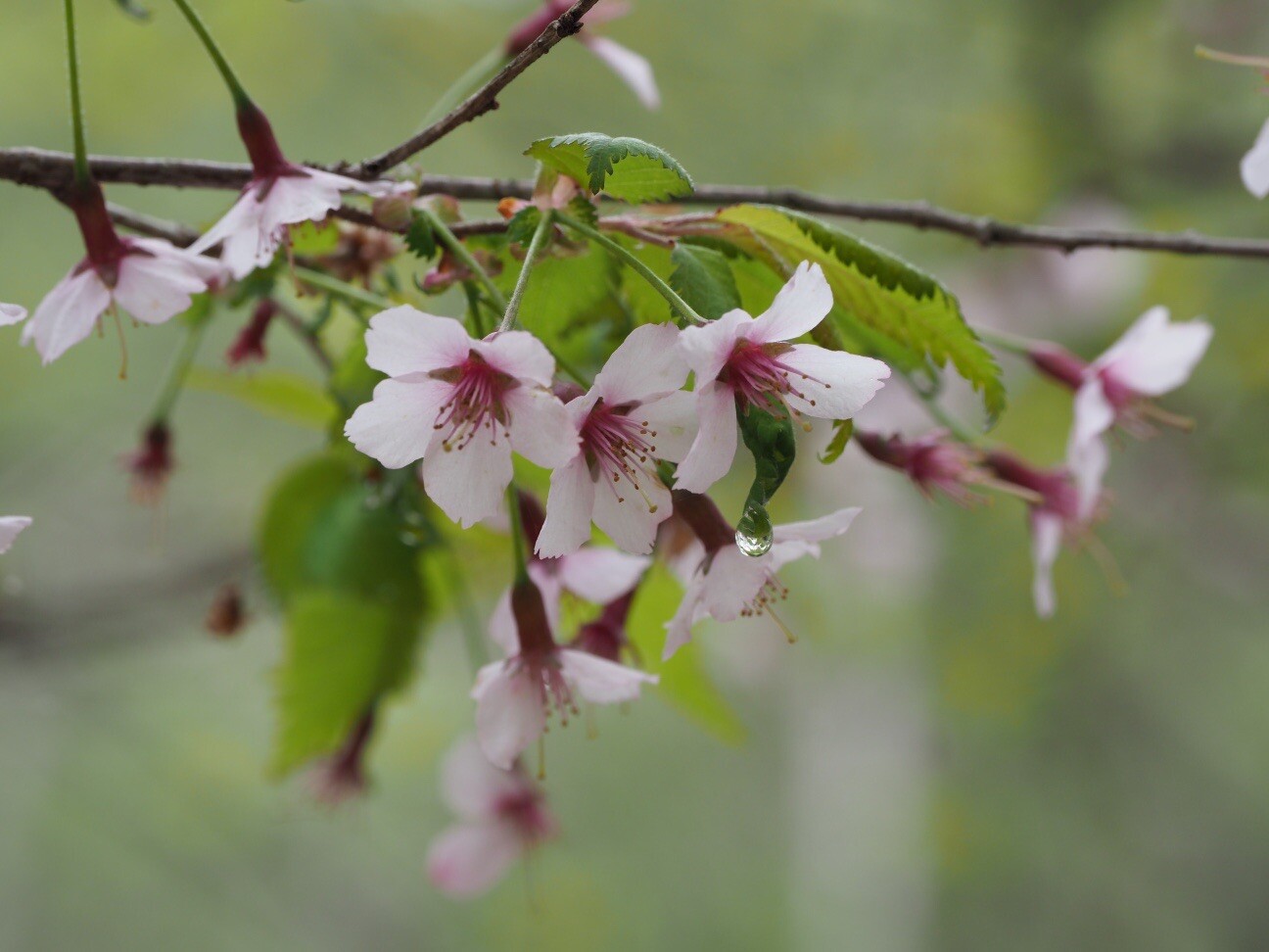 2021.05.19(水) 11:34 / くもすけさんのモーメント | YAMAP / ヤマップ