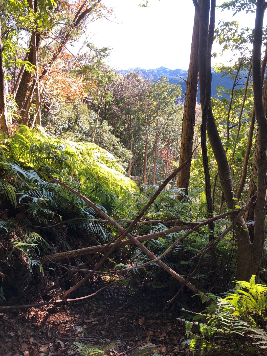 SACHIKO.さんの投稿したフィールドメモ | YAMAP / ヤマップ