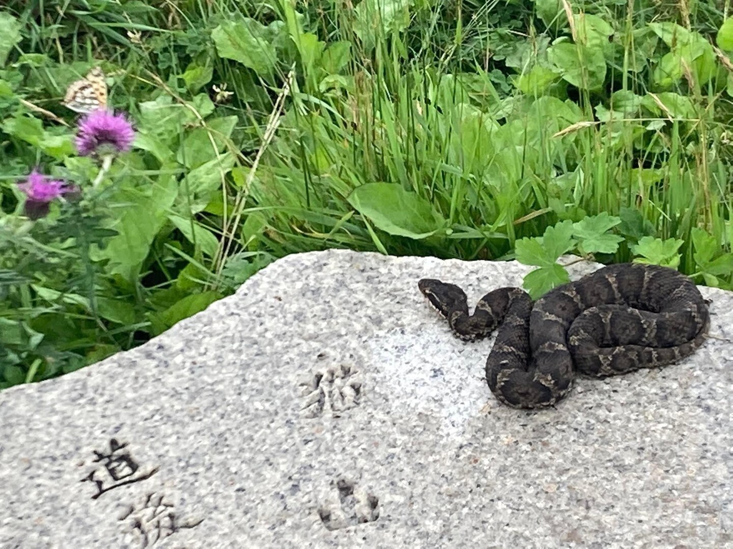 回想：2022年7月11日(単独行) ... / kozoさんのモーメント | YAMAP / ヤマップ