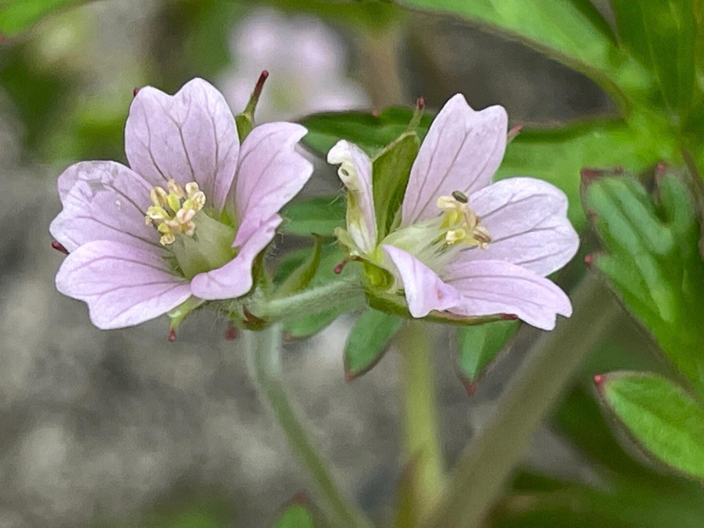 道端花ップ点検の合間に・岩熊山 / BINcyanさんの太華山の活動データ | YAMAP / ヤマップ