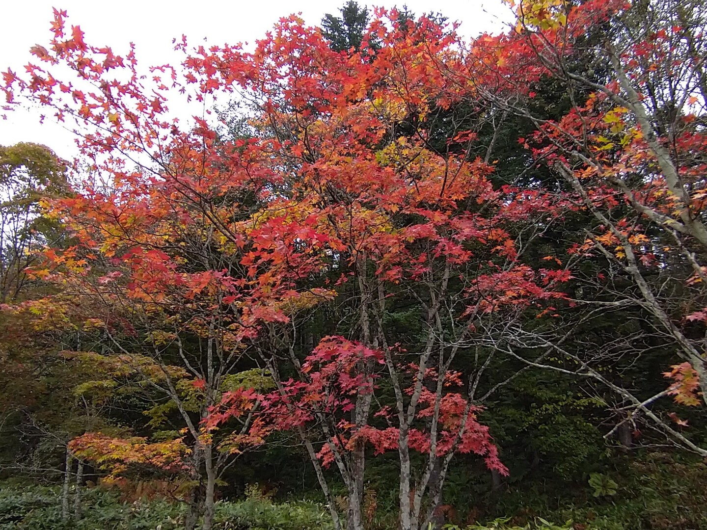 福原山荘紅葉🍁-2022-10-08 / ベコちゃんさんの東ヌプカウシヌプリ・西ヌプカウシヌプリの活動データ | YAMAP / ヤマップ