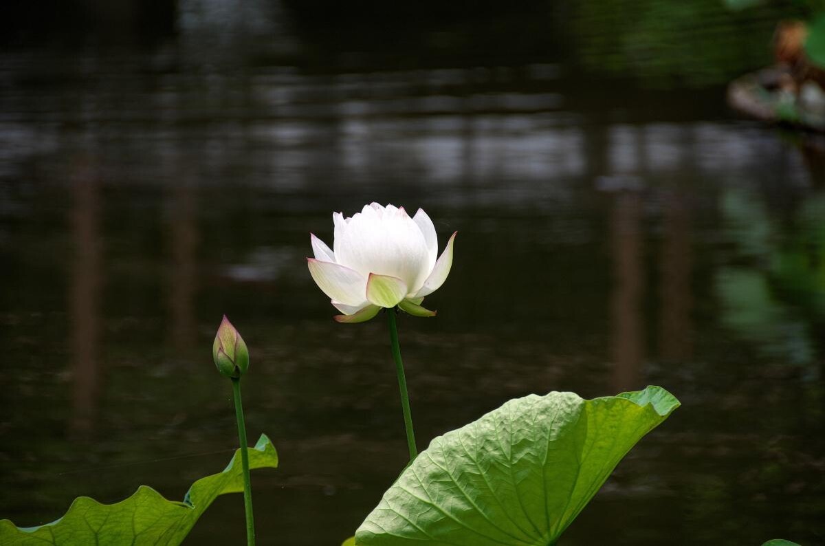 府中市「修景池」（郷土の森博物館隣接）に... / J-Blueさんのモーメント | YAMAP / ヤマップ