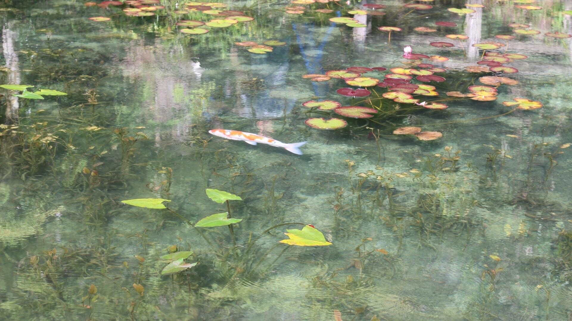 寄り道観光 岐阜県関市板取にある 名も... / naoさんのモーメント | YAMAP / ヤマップ