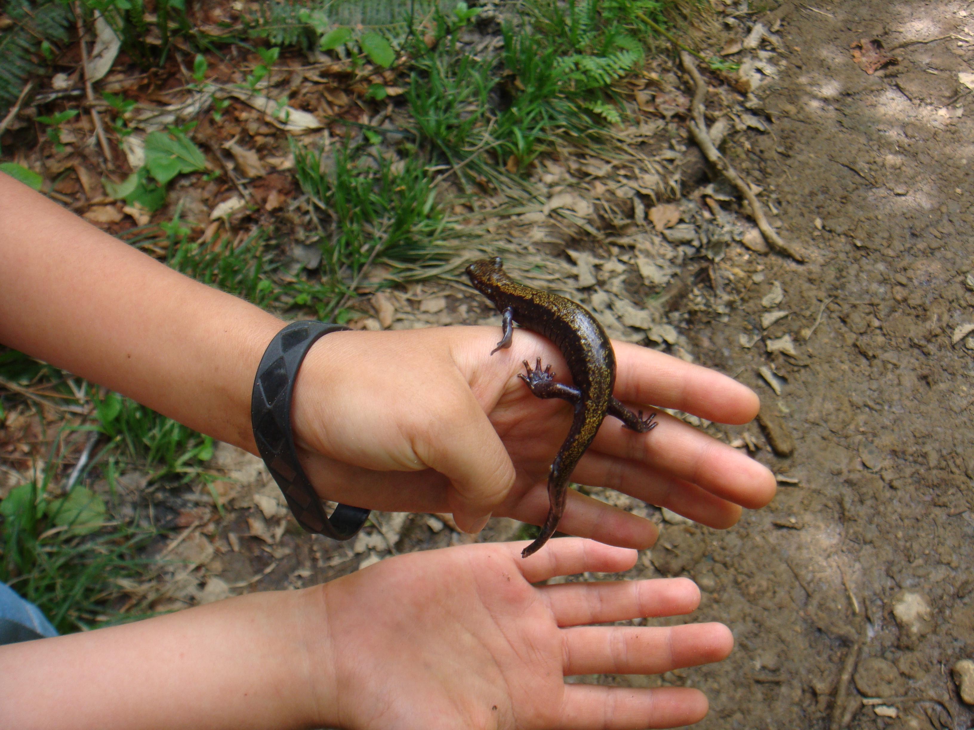 2012年7月16日 八海山 9合目以降... / めんざぶろうさんのモーメント | YAMAP / ヤマップ