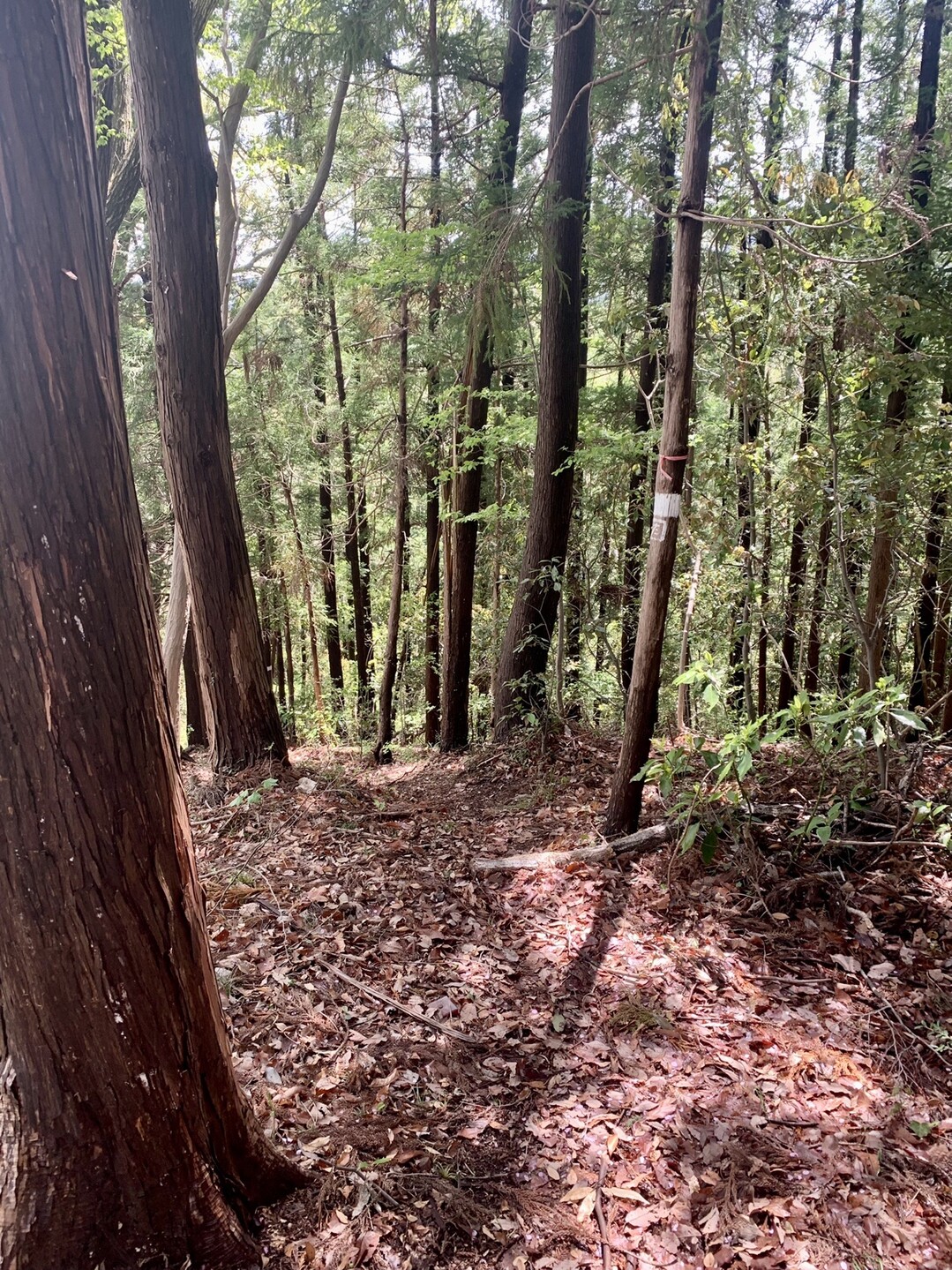 hit-omiさんの投稿したフィールドメモ | YAMAP / ヤマップ