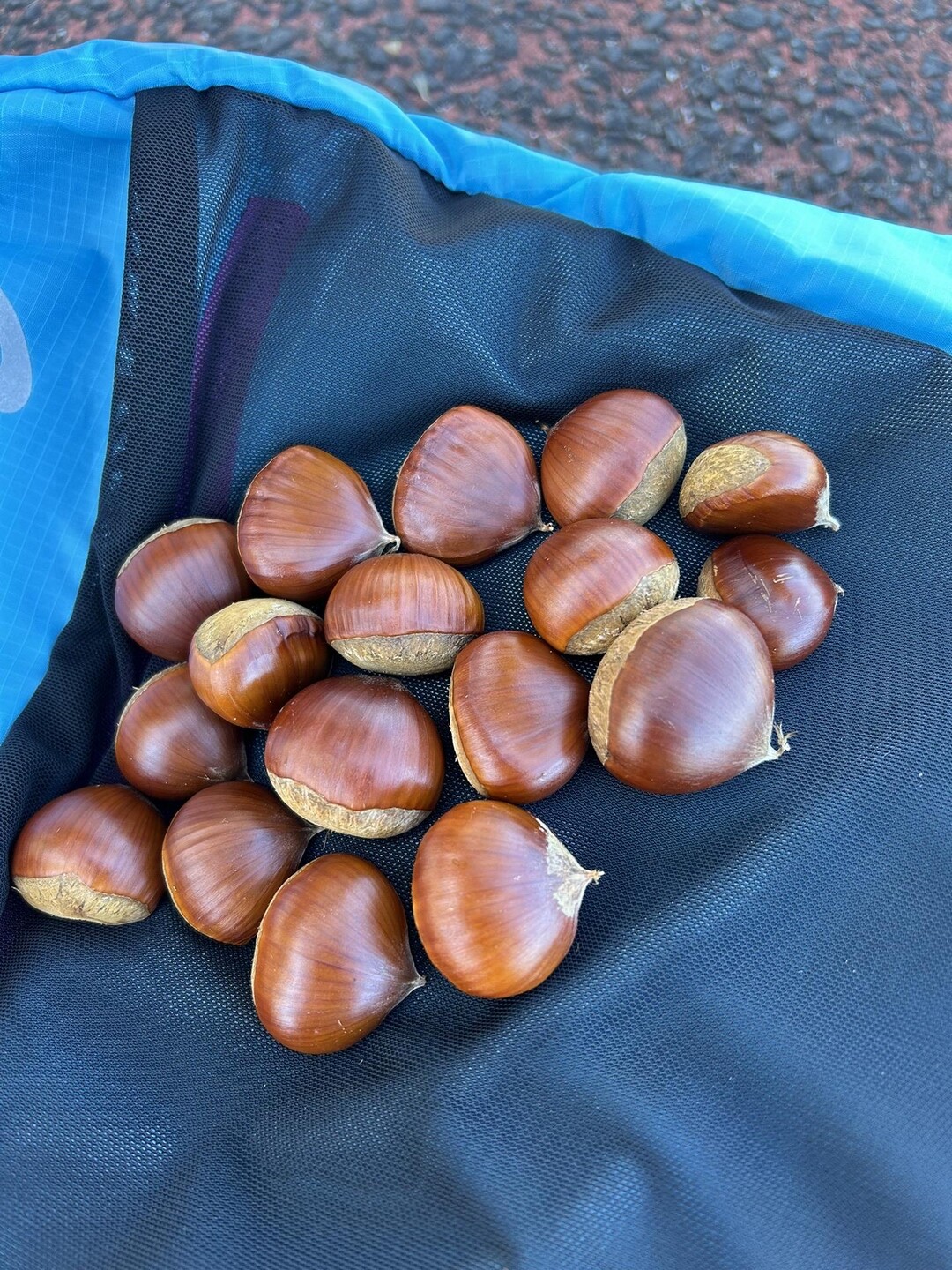 低山が気持ちいい季節になりました👍向山 / やまっち🌿さんの加西アルプス・笠松山・善防山の活動データ | YAMAP / ヤマップ