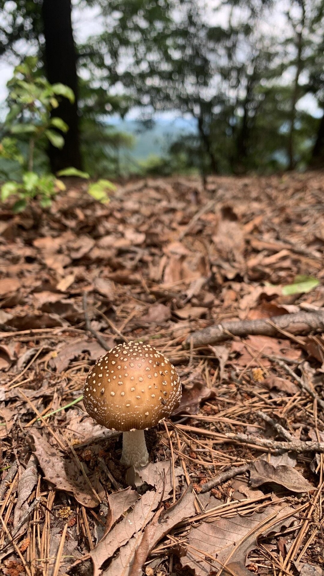 醍醐山〜横峯峠を少し北へ 『きのこの山（... / rokoさんのモーメント | YAMAP / ヤマップ