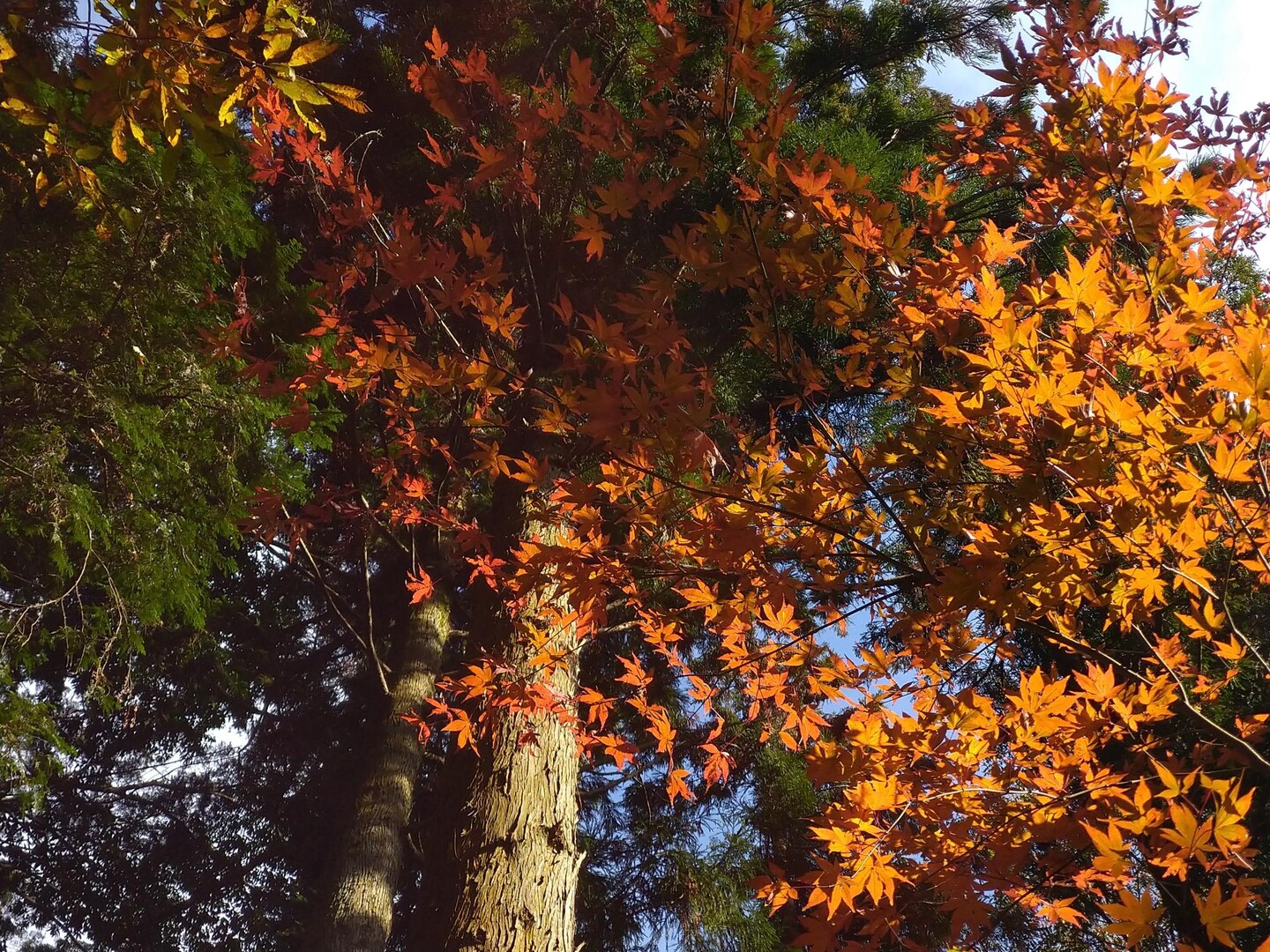 東海自然歩道（竜王山）と帯仕山・三好山 / J.Majimaさんの竜王山・阿武山の活動データ | YAMAP / ヤマップ