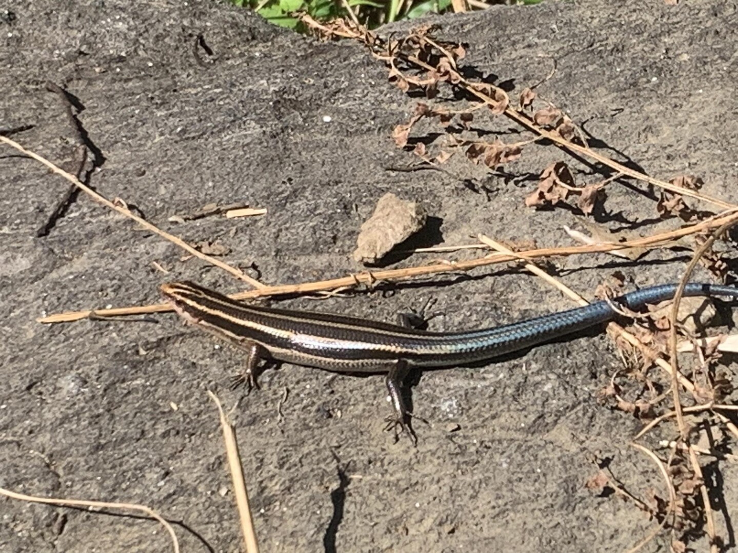 宝篋山 XIII 2024_09_17 / tz_sskさんの宝篋山・富岡山の活動データ | YAMAP / ヤマップ