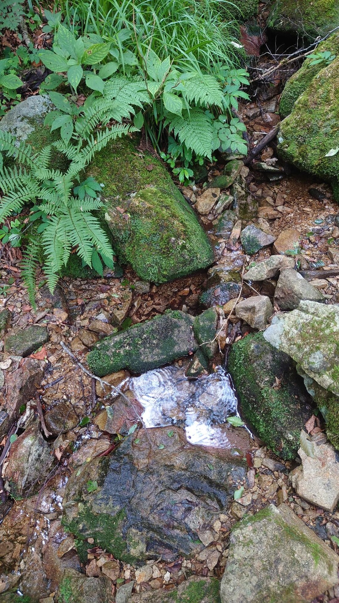 blackmoreさんの投稿したフィールドメモ | YAMAP / ヤマップ