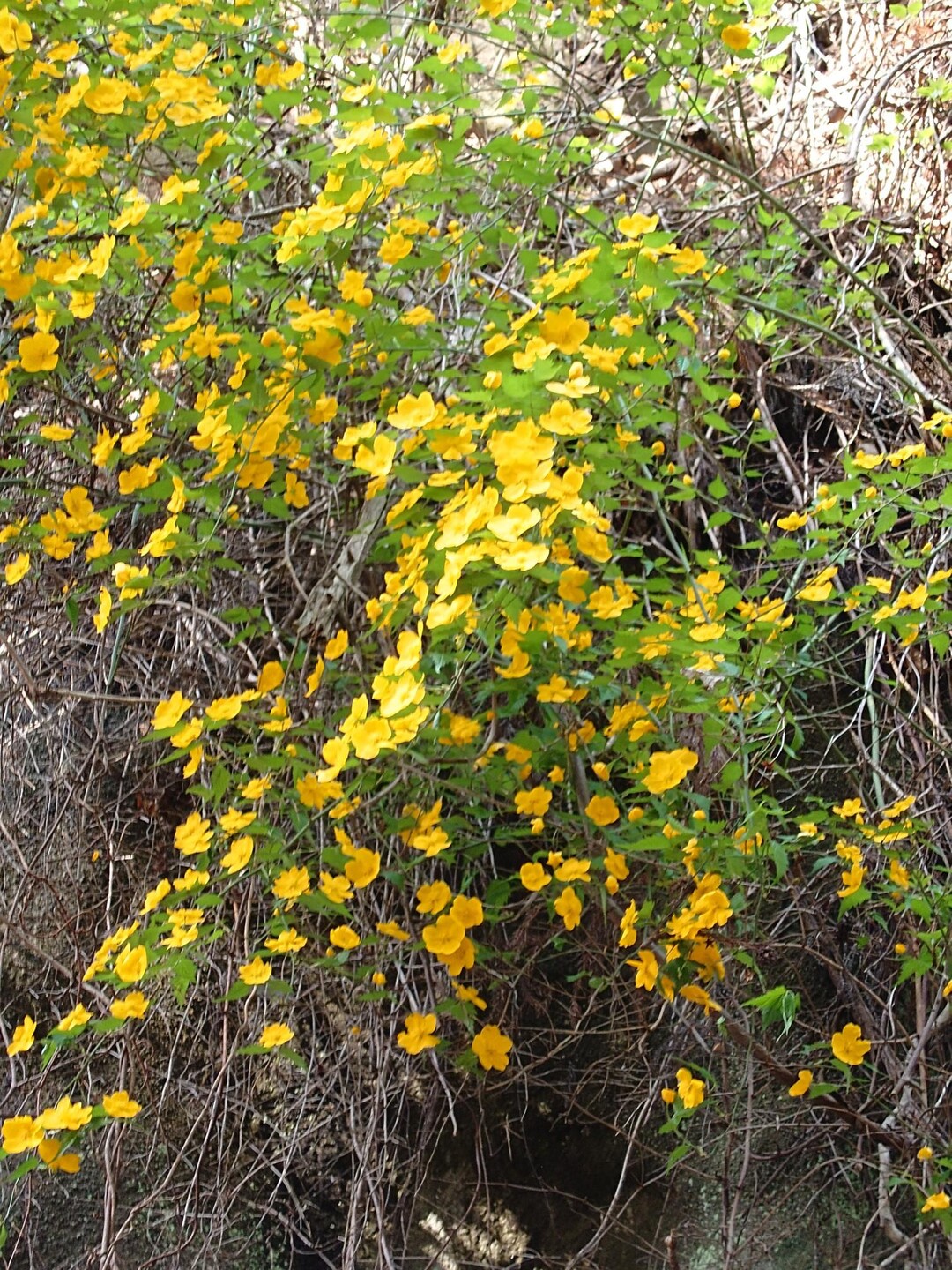 2024.04.17(水) 16:13 / マサさんのモーメント | YAMAP / ヤマップ