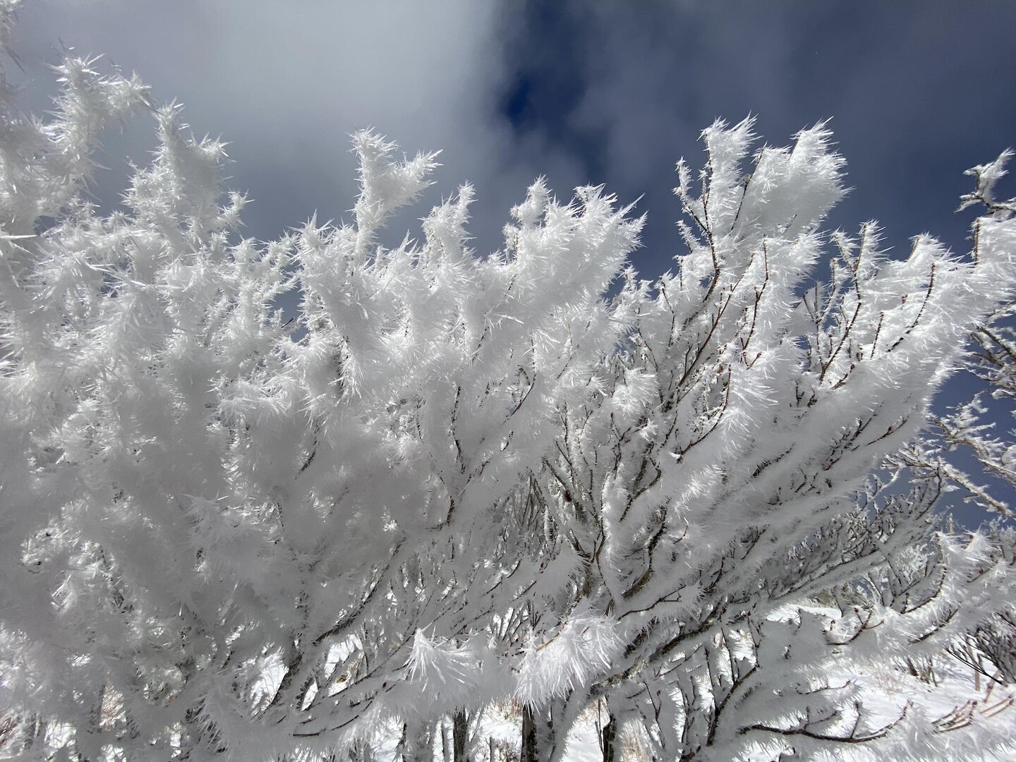 塔の丸の霧氷 ︎.* / やよいちゃんさんの剣山の活動データ | YAMAP / ヤマップ