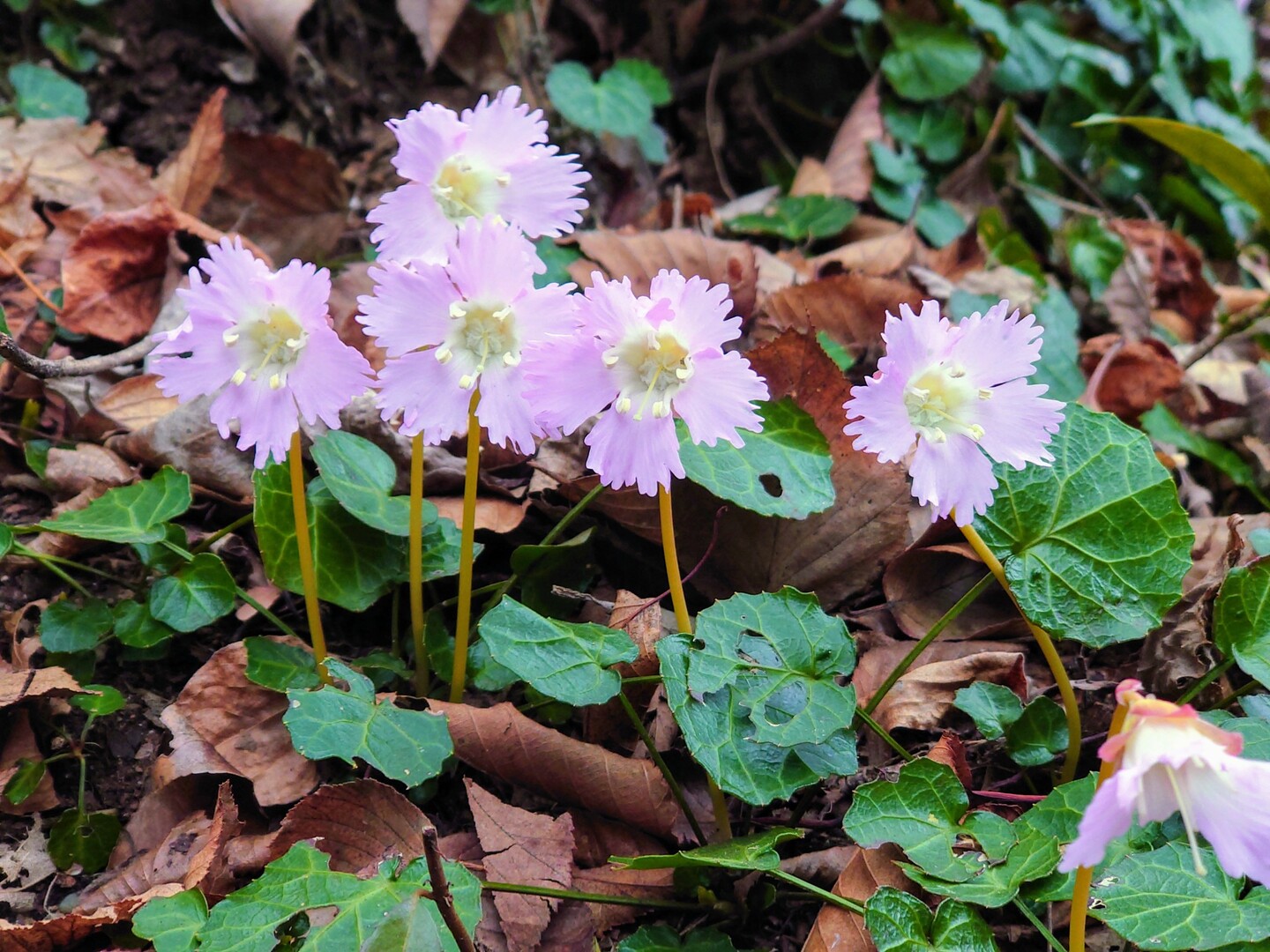 2021.12.17(金) 14:21 / Dex-PAさんのモーメント | YAMAP / ヤマップ