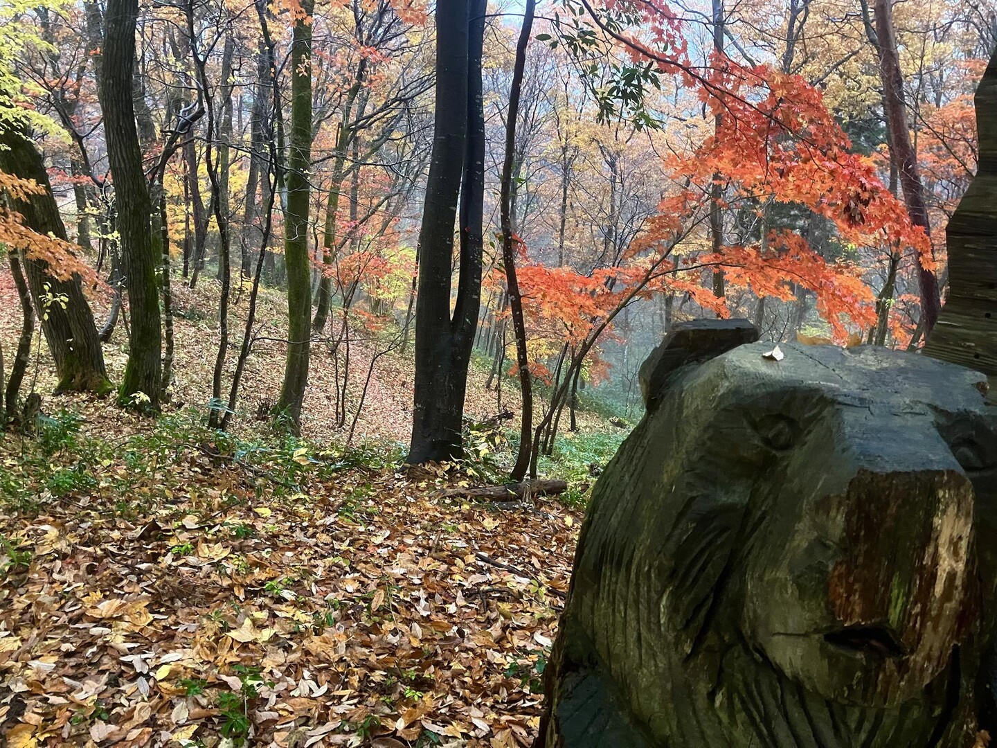 雨、紅葉、ジョグ⛰️ ︎菩提寺山 / Naluさんの菩提寺山・高立山・護摩堂山の活動日記 | YAMAP / ヤマップ