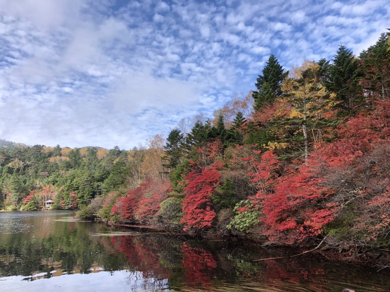 燃える秋🔥白駒池・高見石🍁 / heeさんの八ヶ岳（赤岳・硫黄岳・天狗岳）の活動データ | YAMAP / ヤマップ