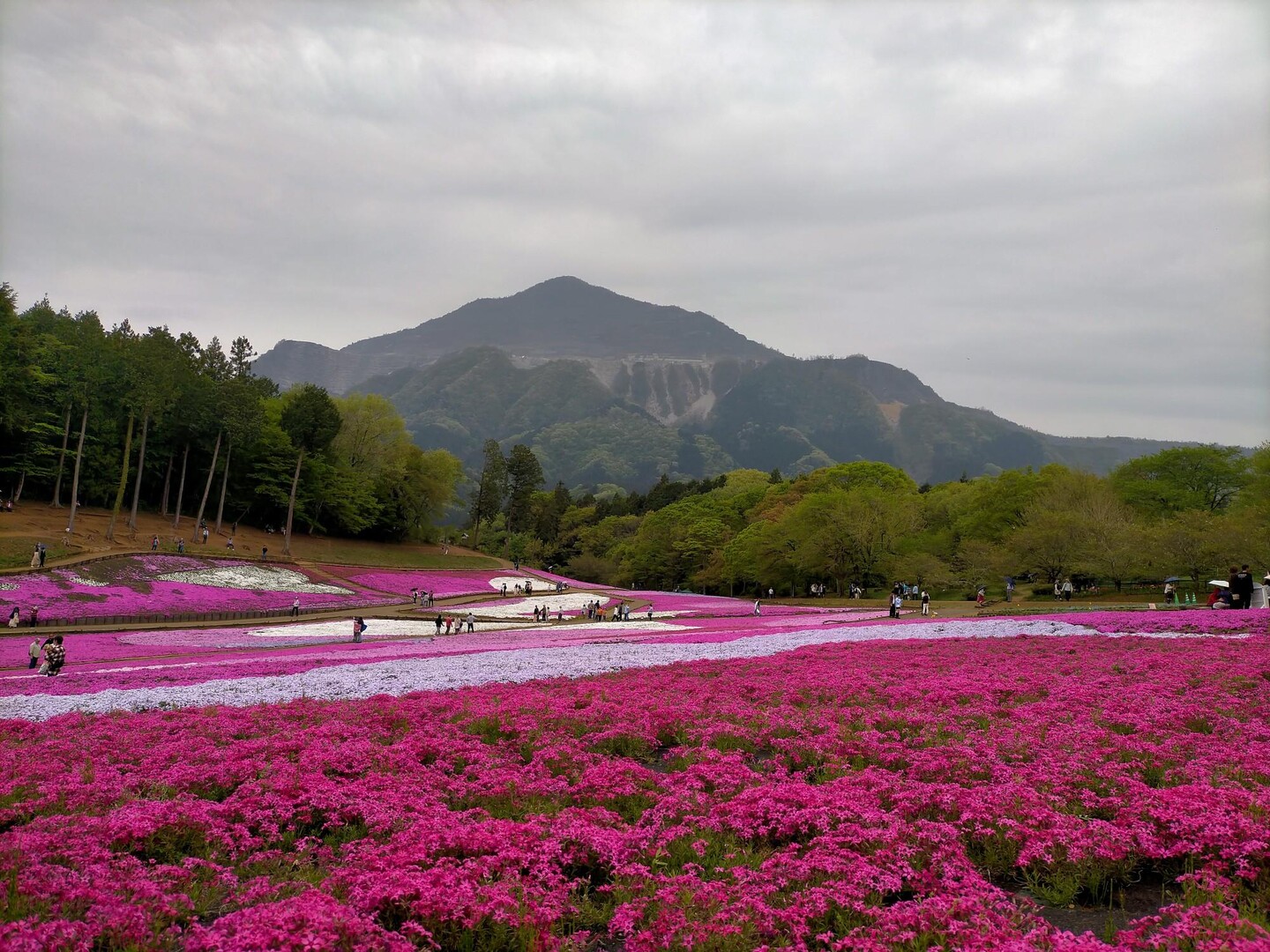 羊山公園 / rag-masaさんの秩父市の活動データ | YAMAP / ヤマップ